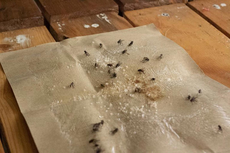 I tried 5p hack to get rid of fruit flies — I've not seen one since