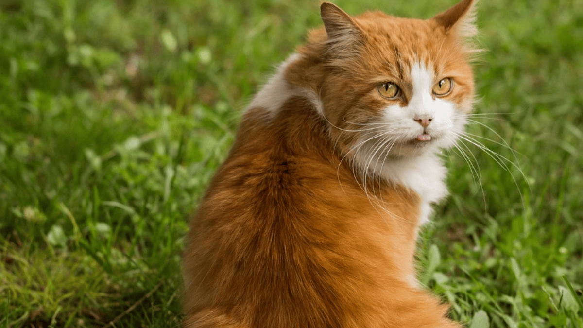 How long do dogs and cats hold a grudge against you? The surprising ...