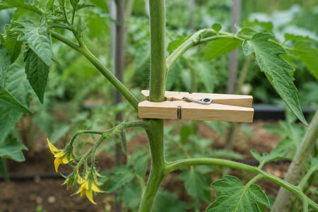 La curiosa razón por la que algunos horticultores colocan una pinza de ...