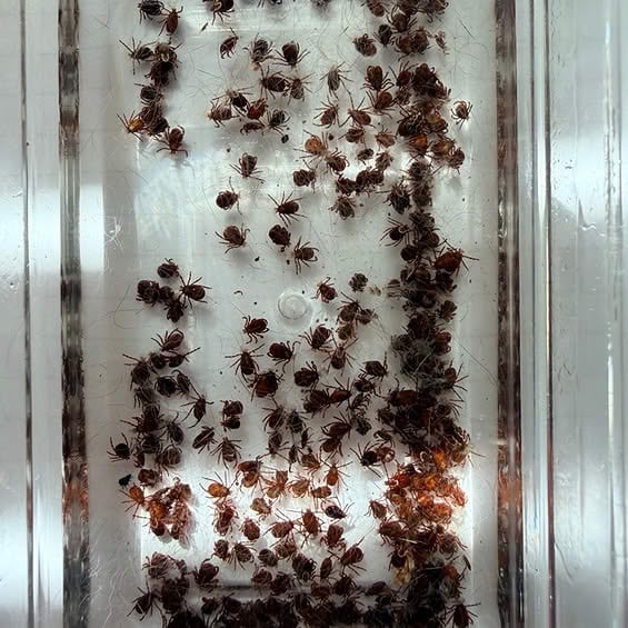Saskatchewan enduring 'super-abundant' year for ticks