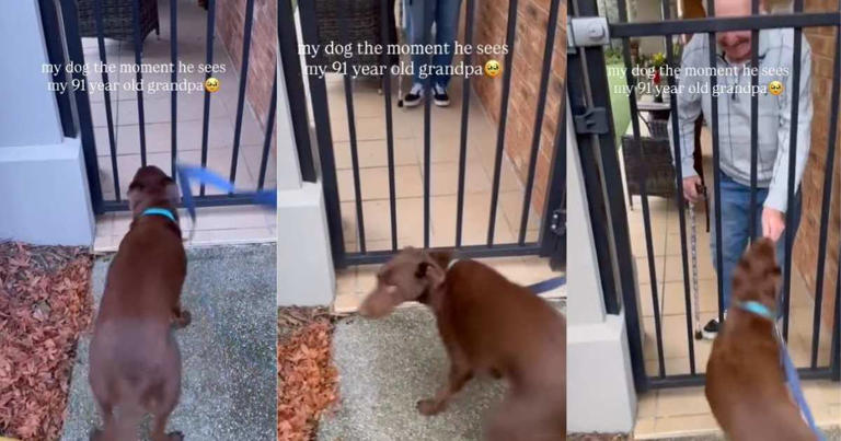 Dog waits by the gate for grandpa, then acts like his whole world just ...