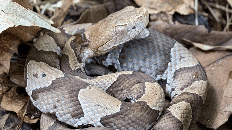 Copperhead bites spike earlier than usual in Northern Virginia