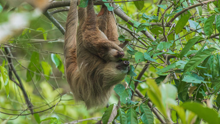 Sloths can hold their breath longer than dolphins by slowing their ...