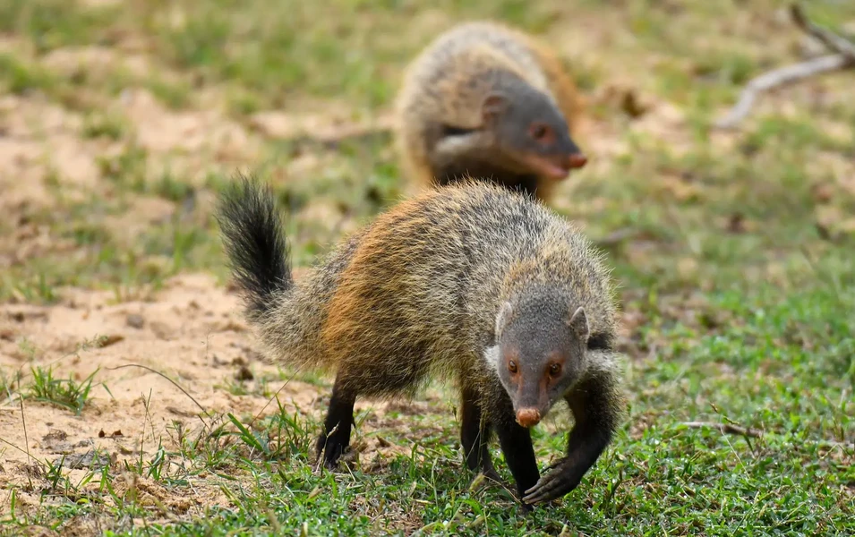 When cute predators turn into ecosystem wreckers