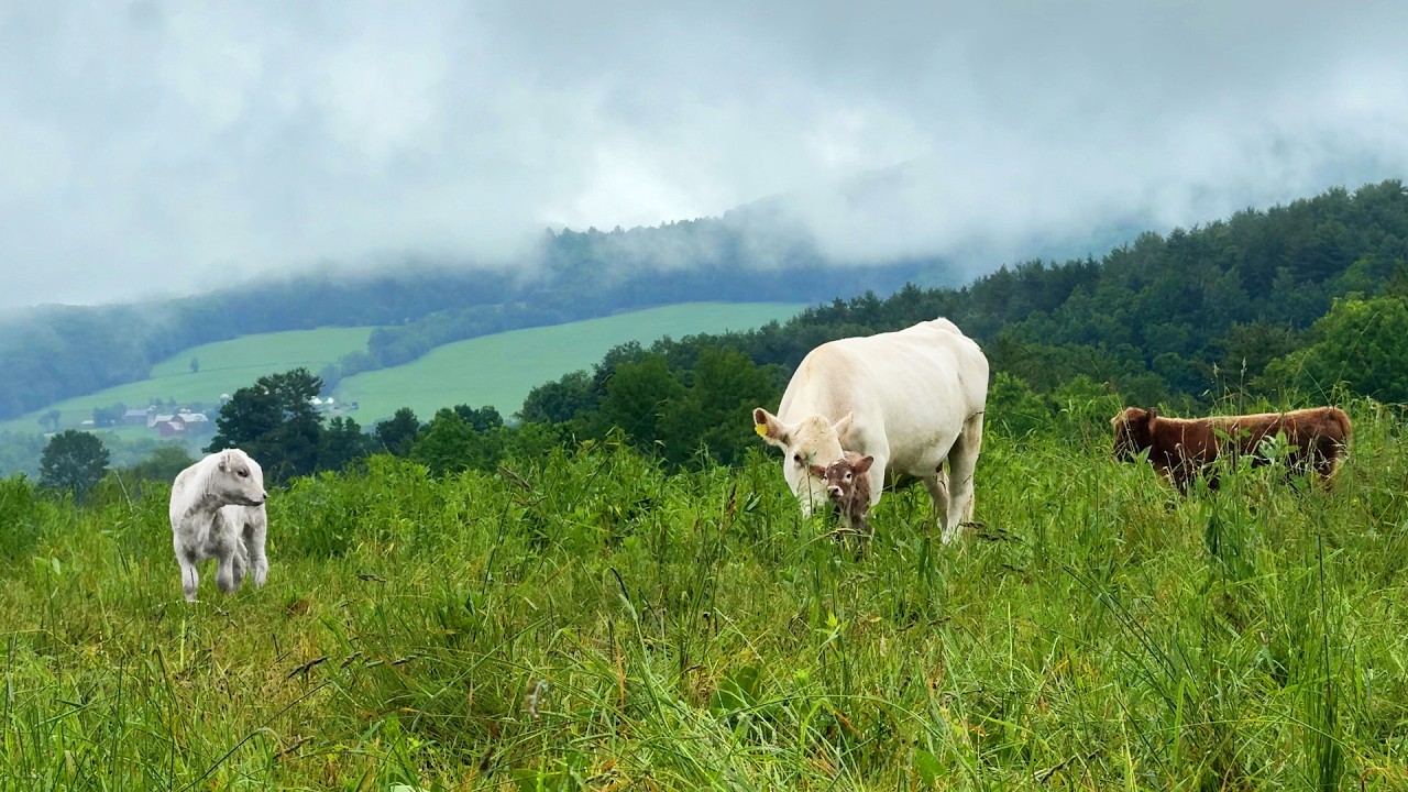 See how newborn calves bring magical moments to a hardworking homestead