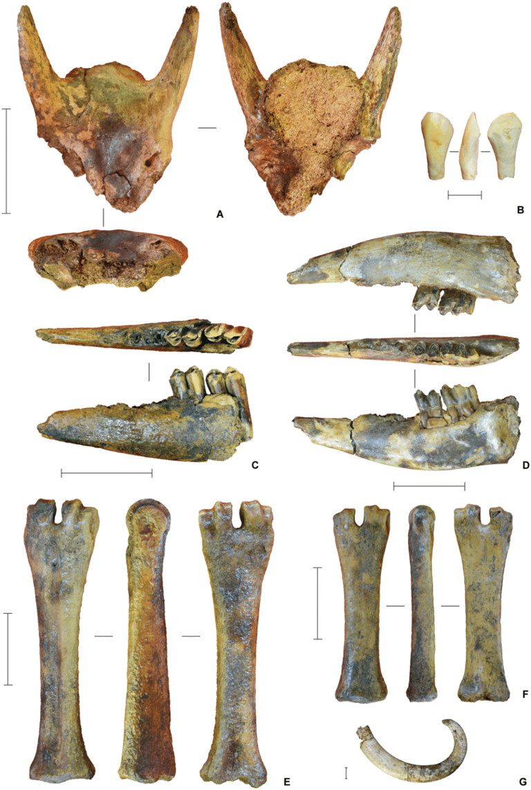 Scientists discover ancient human-like species that lived and hunted in ...