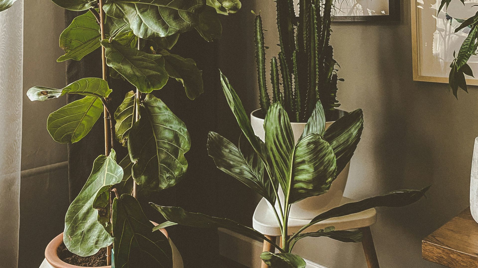 Cómo mantener tu casa fresca este verano con plantas de interior ...