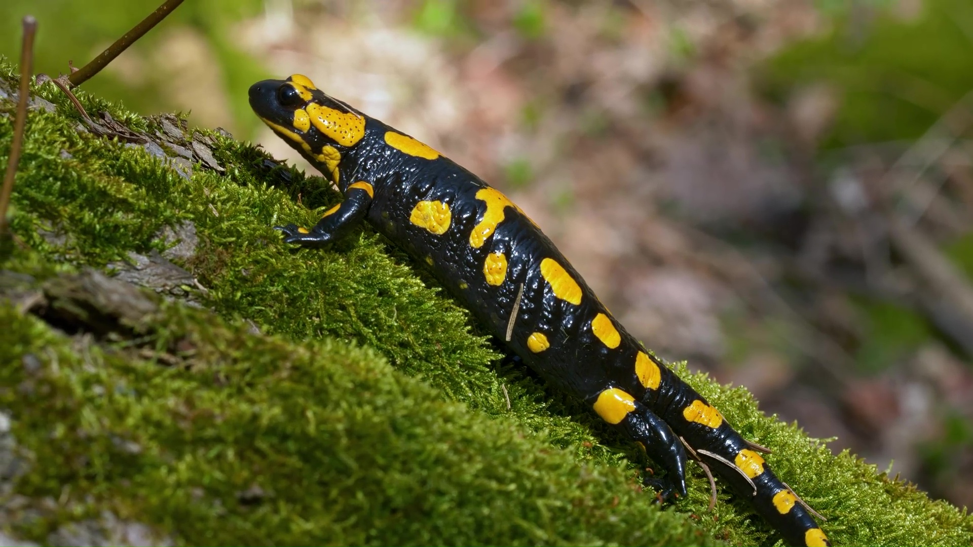 Rare fire salamander displaying nature’s bold warning signals