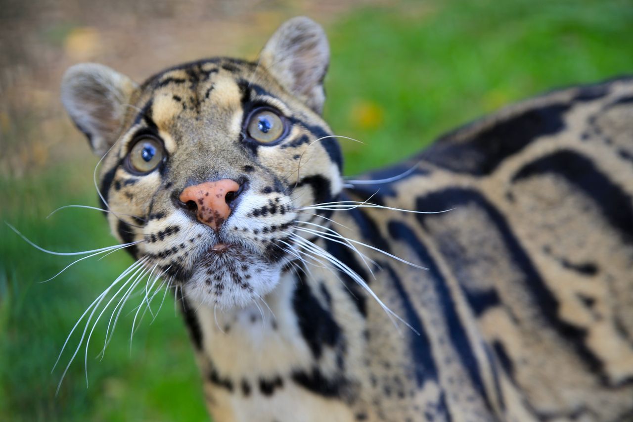 Nashville Zoo pushes back on 1.6-acre data center build near animal ...