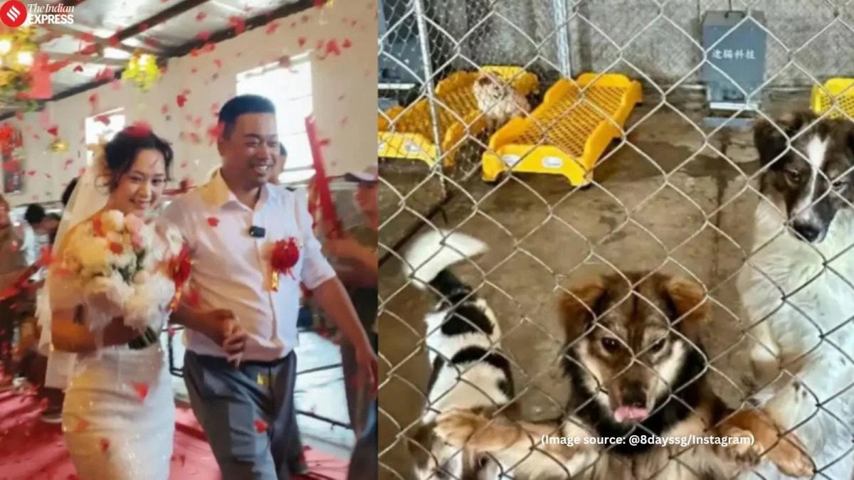 Coppia celebra il matrimonio tra i cani abbandonati che cura ogni giorno