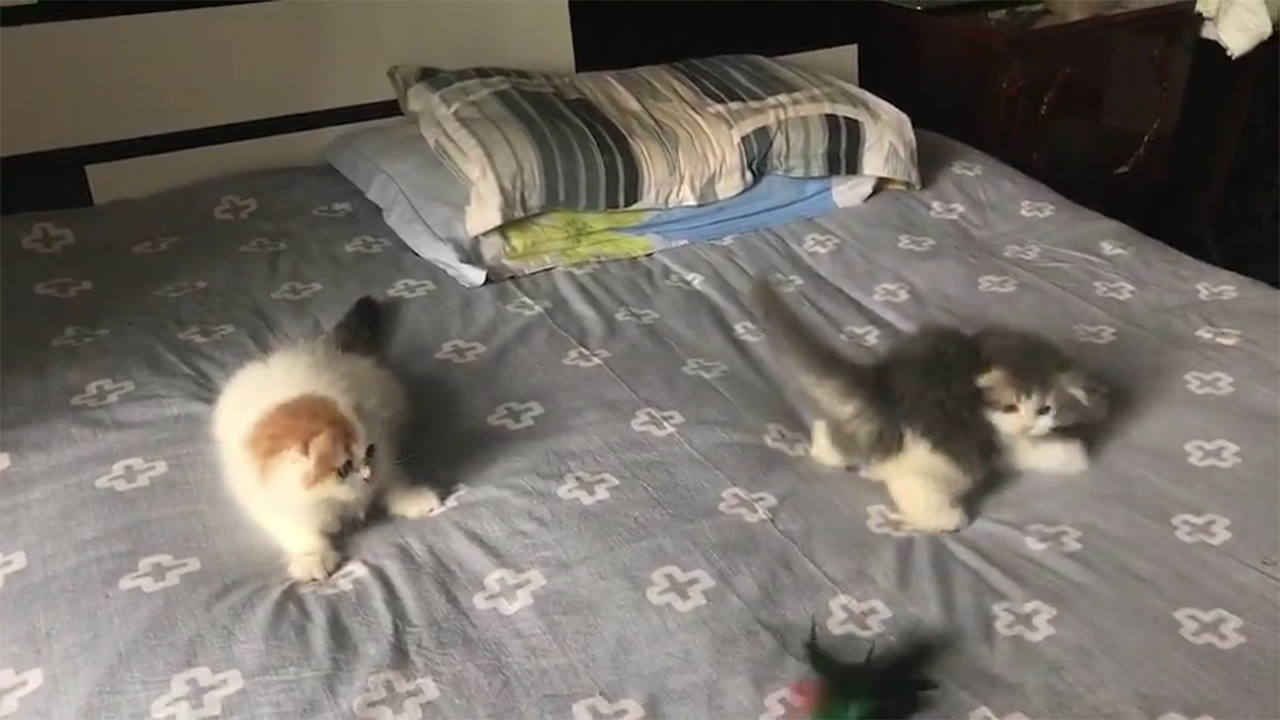 Playful fluffy kittens chasing feather toy across the bed