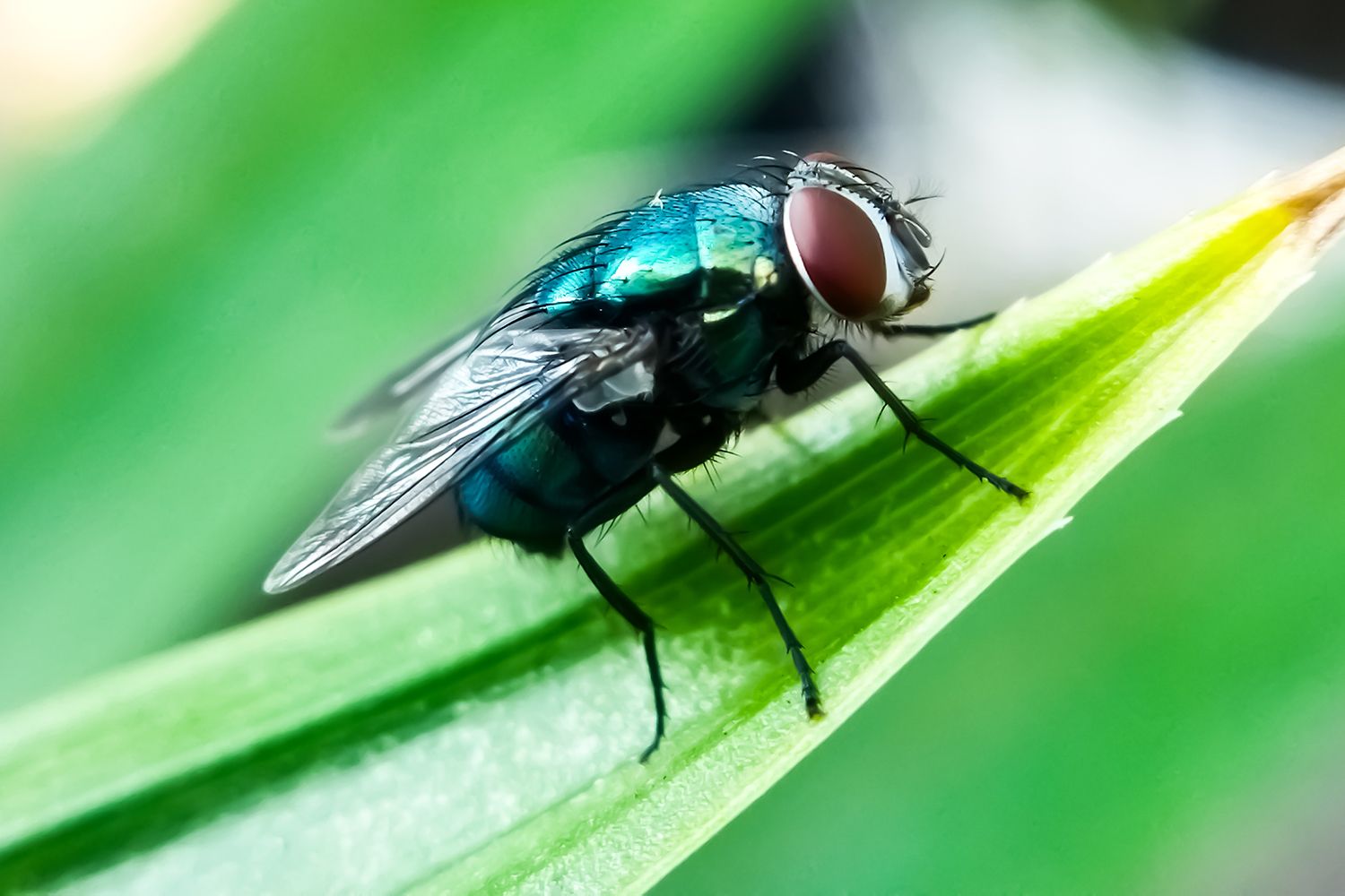 3 new cases of flesh-eating screwworm parasite confirmed in the US ...