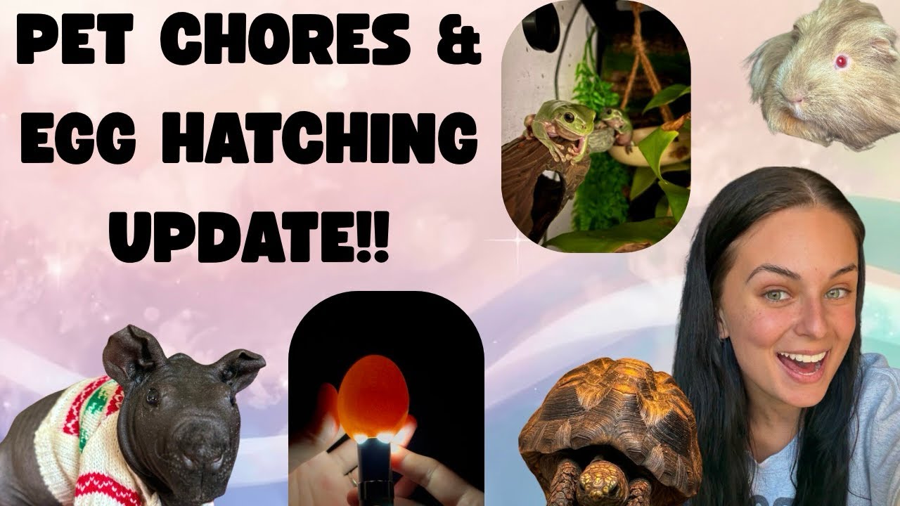 Tackling pet chores and sharing a big life update