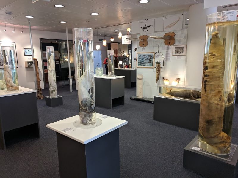 15 weird museums around the world that are surprisingly fascinating