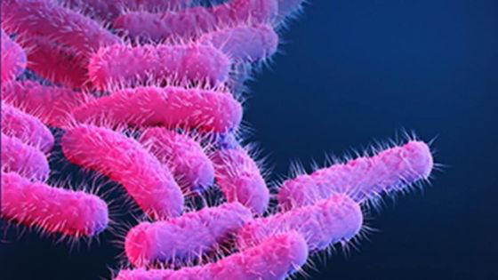 Kerala shigella outbreak: All about this highly contagious infection
