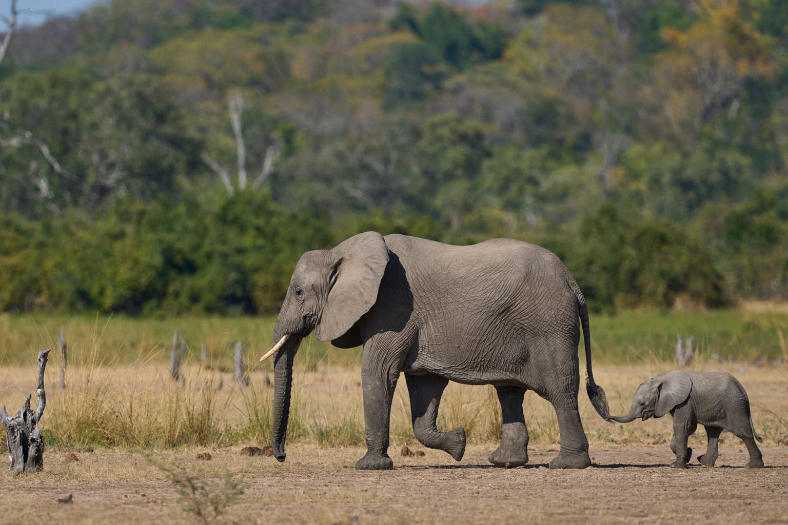 Elephant who was orphaned as a calf shows off her baby — and it's ...