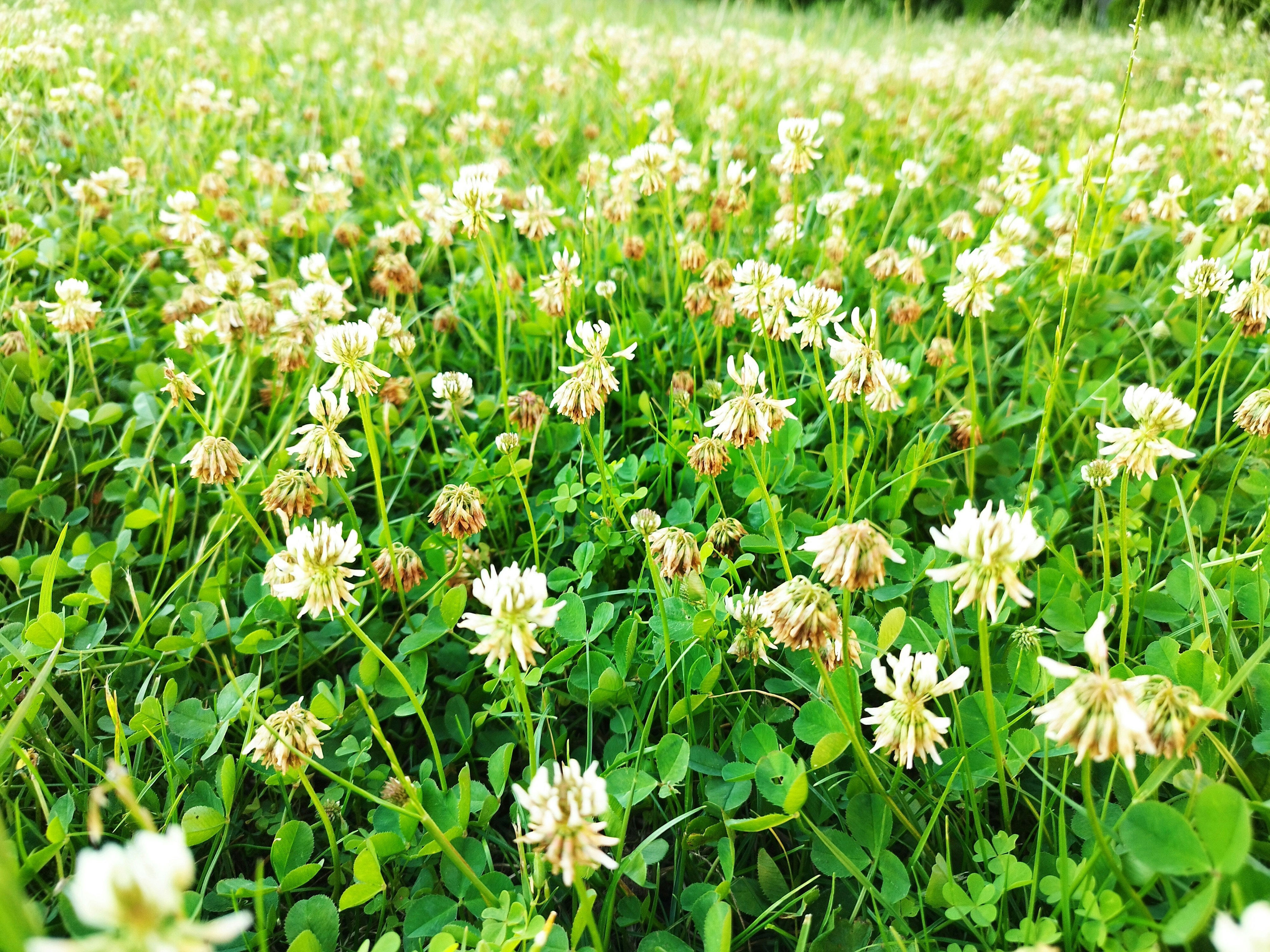 Gardeners warned to look out for these weeds - and what it means