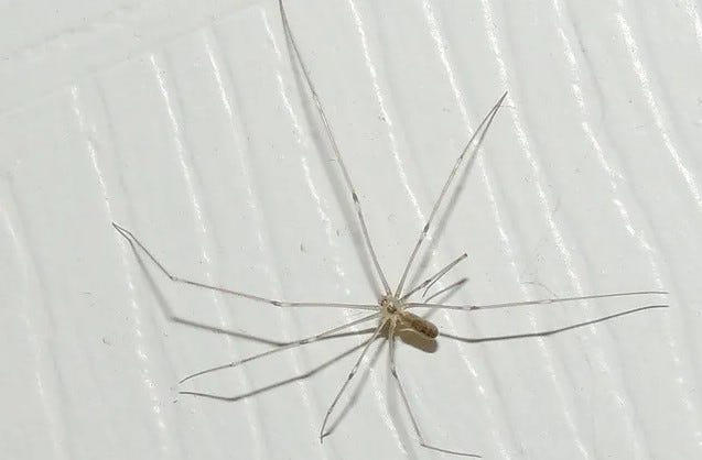 2-inch legs? These 7 Michigan spiders are hard to miss.