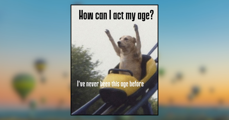 A hot air balloon of animal memes to float away in