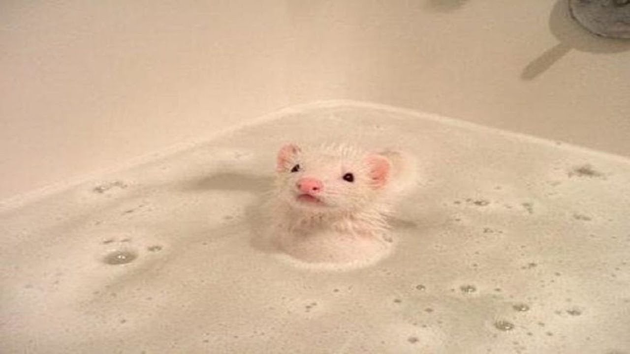 This adorable little ferret has an identity crisis - thinks he’s just ...