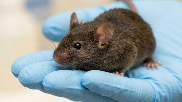 A bakery in Germany had a mouse problem that turned into one of the ...