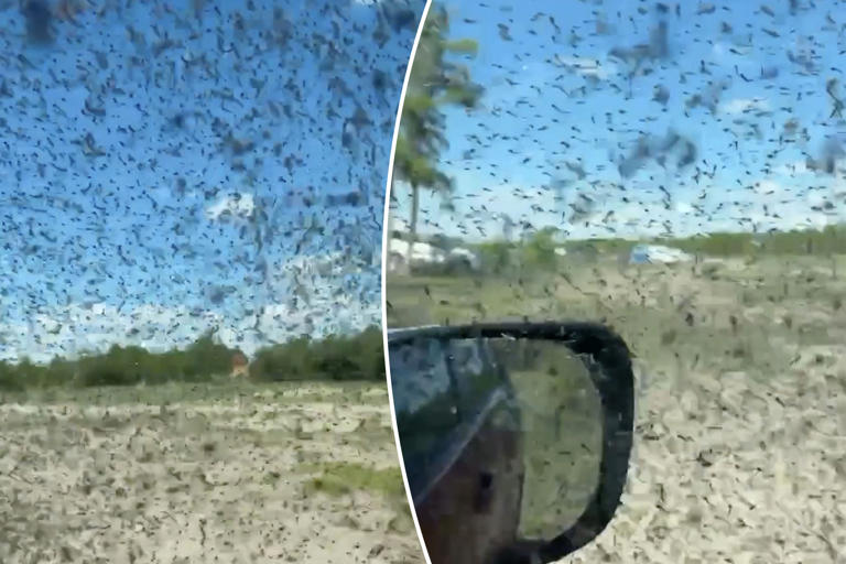 Horrifying video shows plague of parasite-ridden mosquitoes swarming as ...