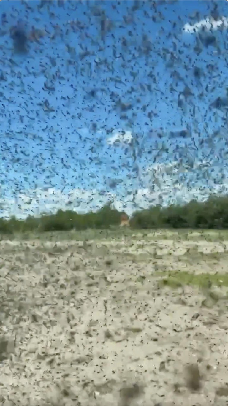 Horrifying video shows plague of parasite-ridden mosquitoes swarming as ...