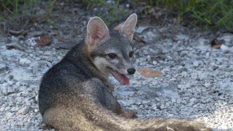 La ciencia vuelve a documentar una especie esquiva tras dos décadas sin ...