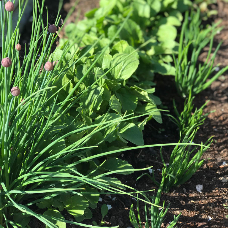 How gardening keeps me grounded and focused – it's my therapist and ...