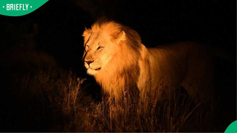 Escaped lion spotted near the R66 in KwaZulu-Natal between Nongoma and ...