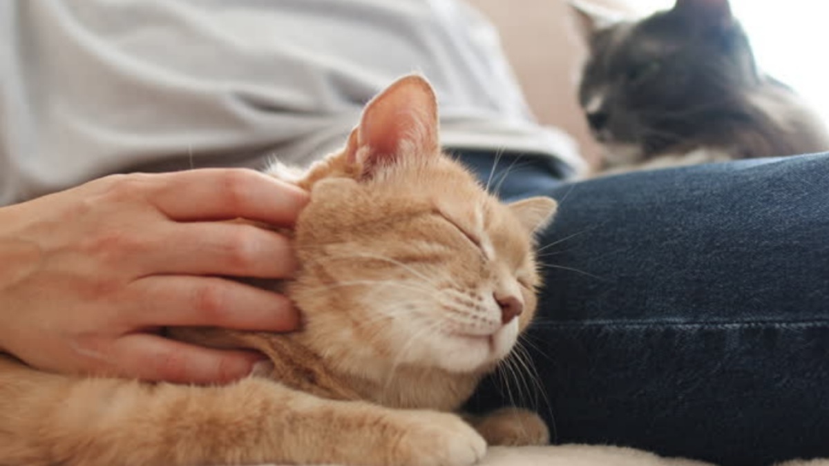 12 signs your cat is secretly manipulating you (and it's probably working)