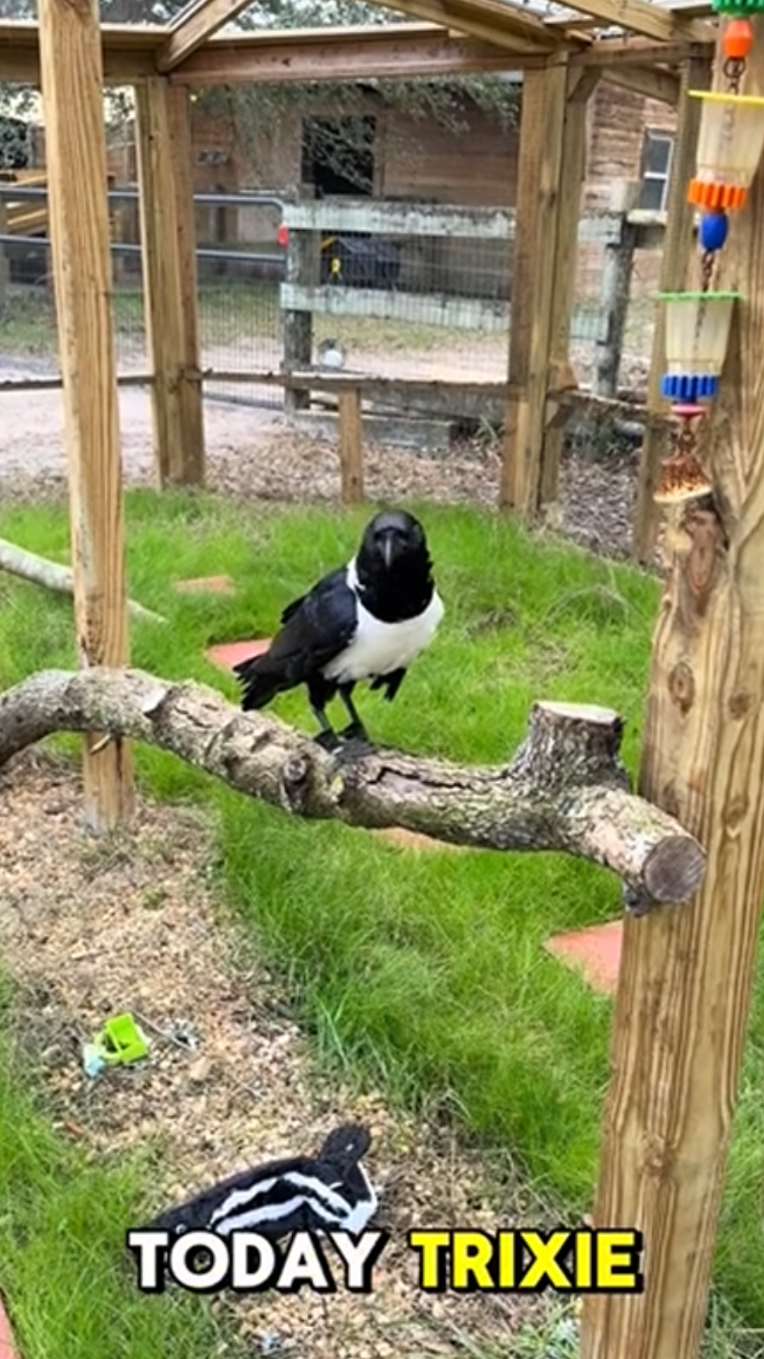 How Trixie stays sharp and engaged during enrichment time