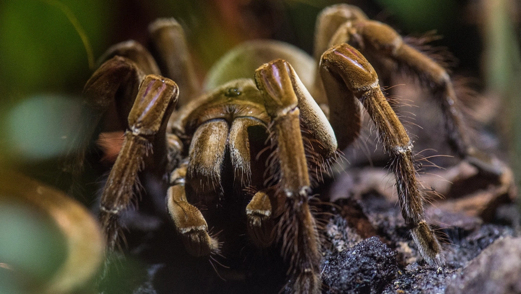 Fascinating secrets of the tarantula world