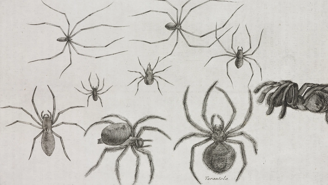 Fascinating secrets of the tarantula world