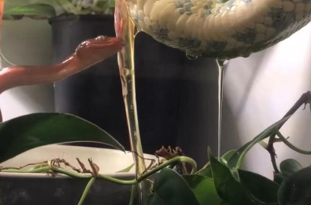 Snake filmed giving live birth in translucent sacs leaves viewers ...