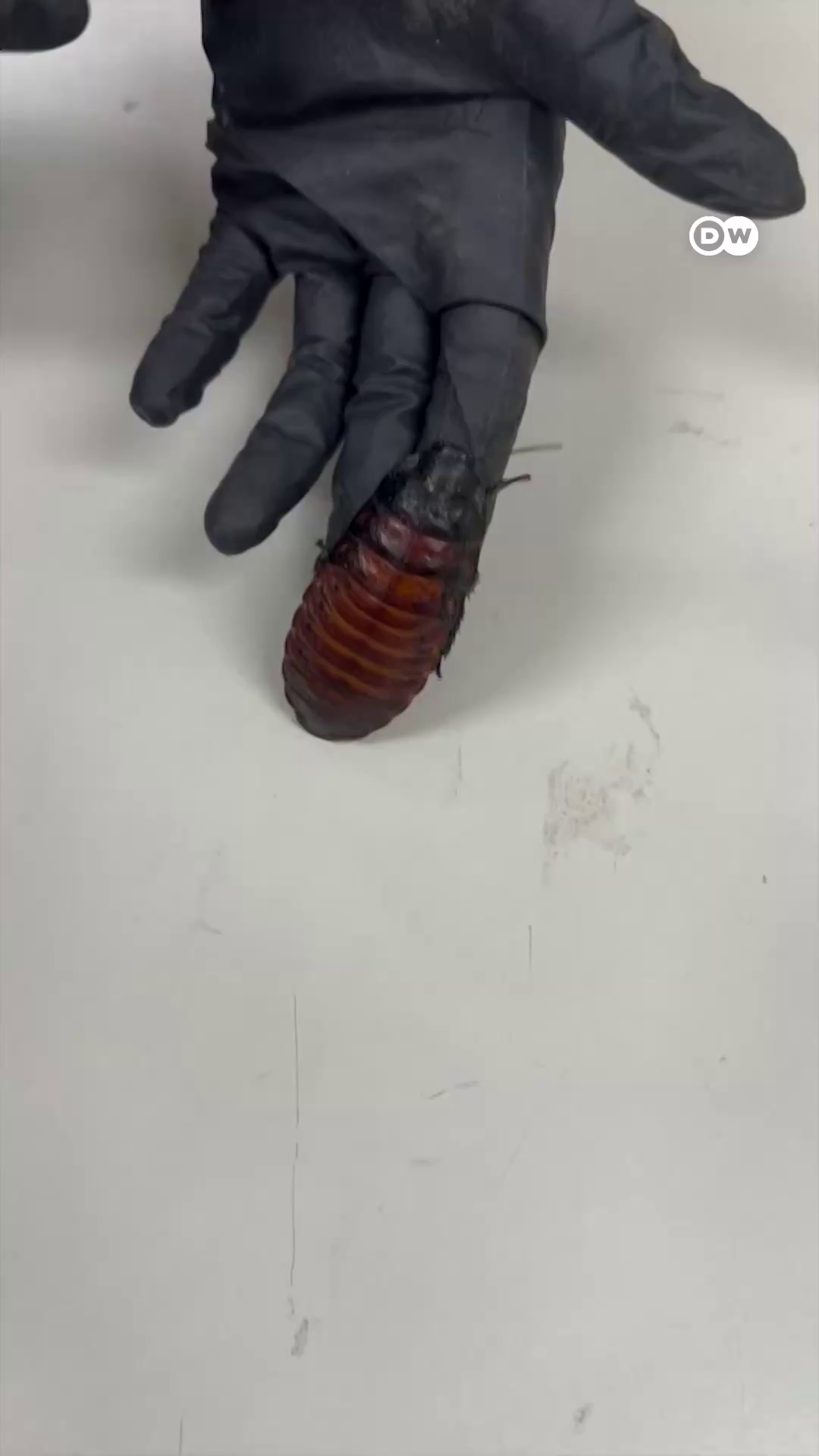 Australia seizes 100,000 exotic cockroaches