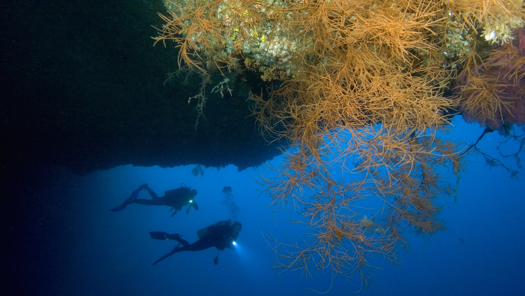 Blue hole research uncovers thriving hidden ecosystems