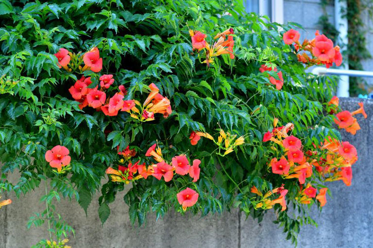 The fast-growing climbing plant that can quickly cover garden fences ...