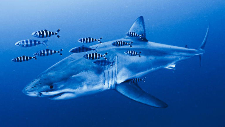 Rare footage of Mediterranean great white shark captured by ghost diver