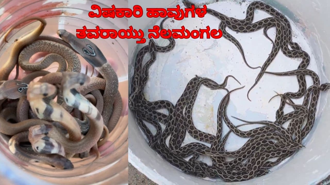 Cobra babies inside homes? Nelamangala residents face fresh snake scare