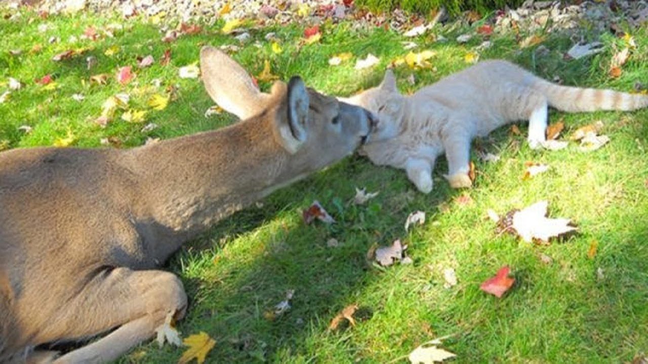 Their cat would disappear every morning what they saw when they ...