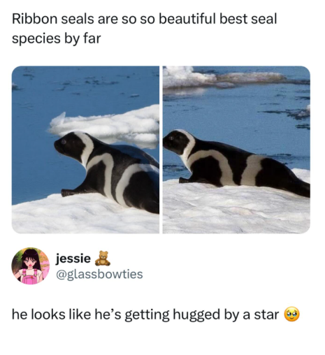 25 silly seals sealing the deal on supreme cuteness