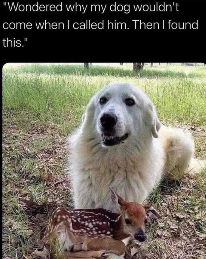 25 downright delightful dog memes for dog dads indulging in ...