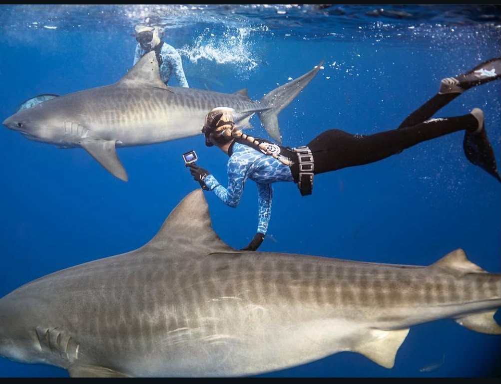 Swimming with great whites: The remarkable journey of Ocean Ramsey