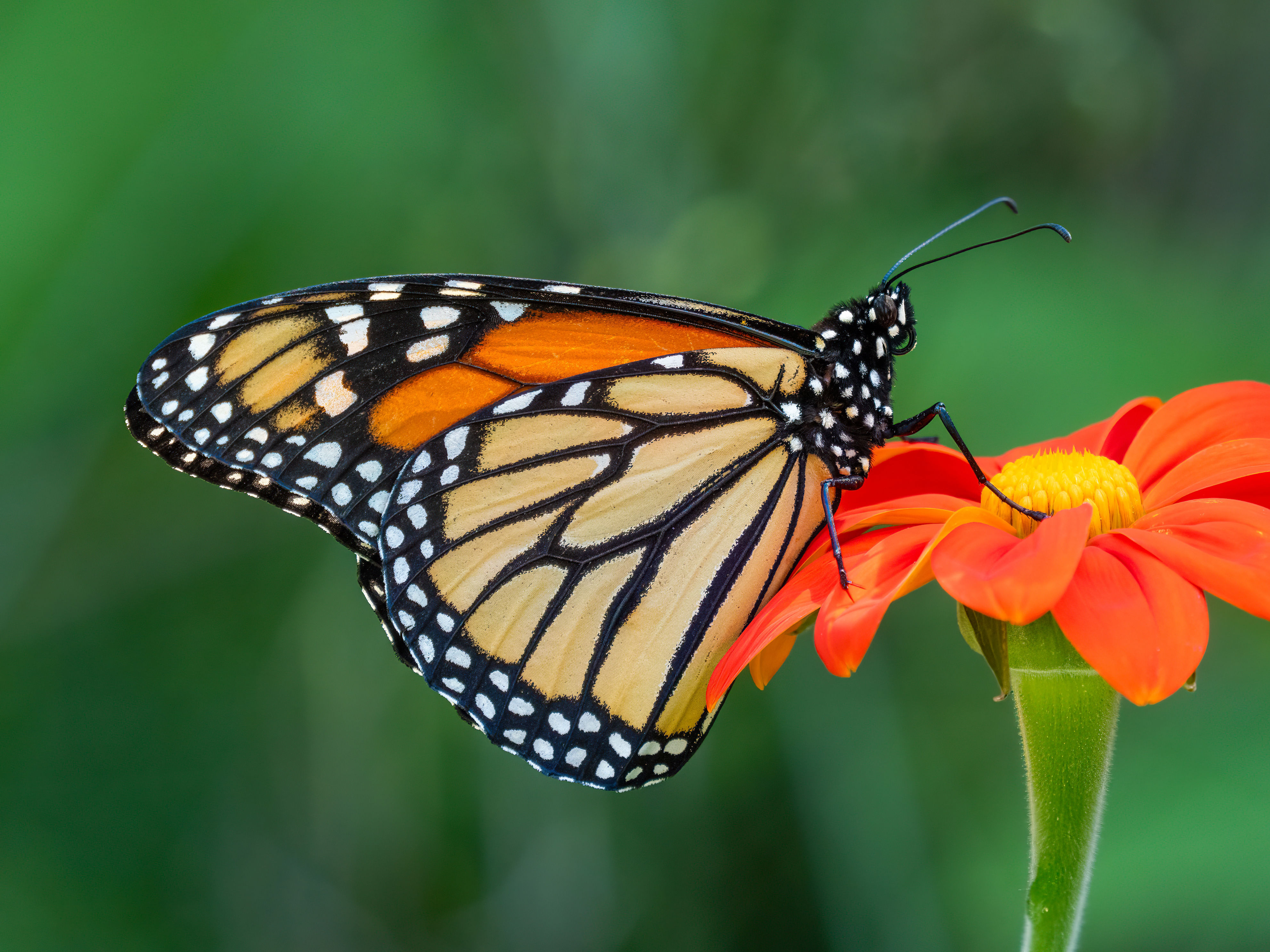 Monarch butterflies and how tracking their migration can tell you when ...