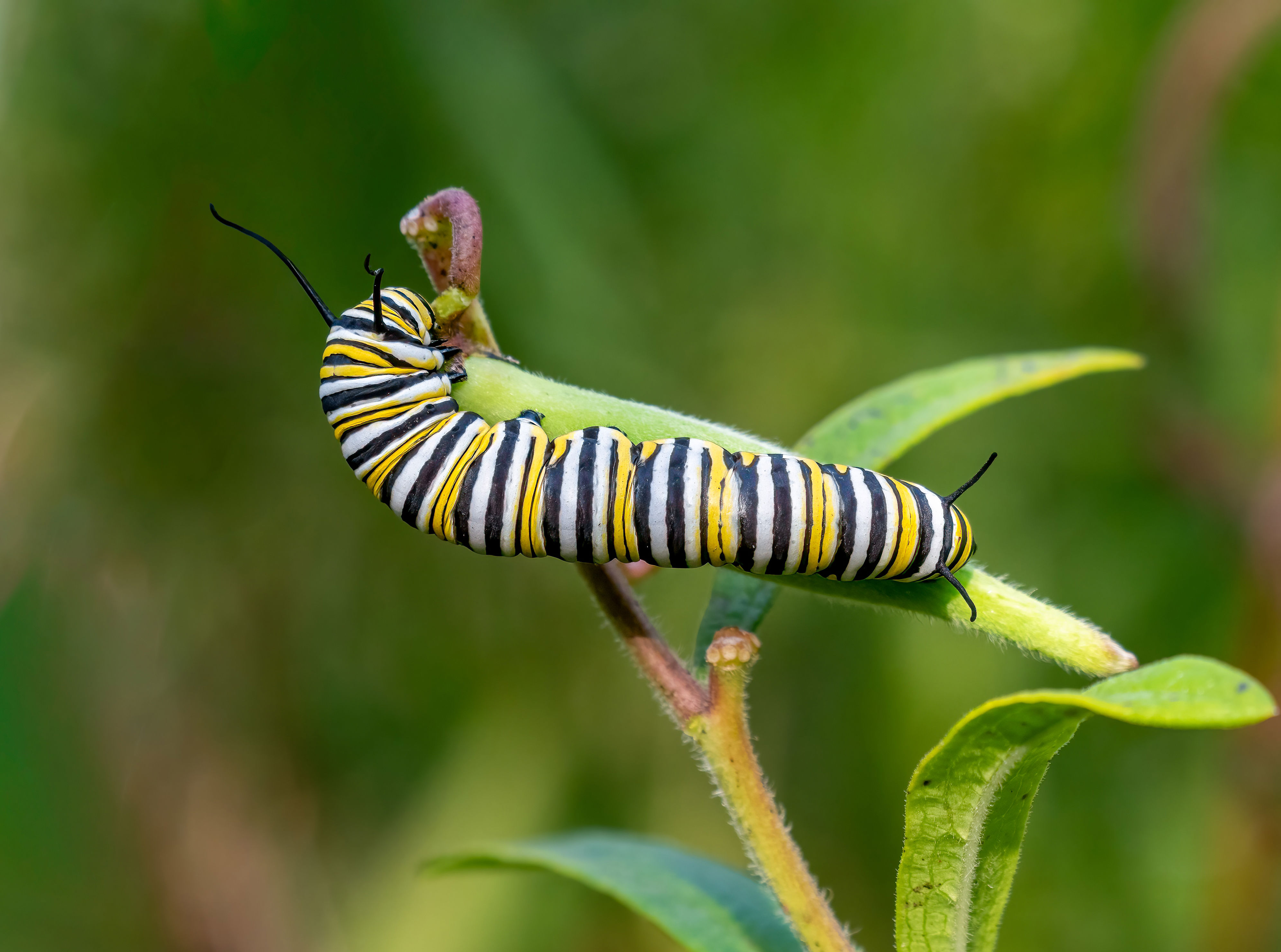 Monarch butterflies and how tracking their migration can tell you when ...