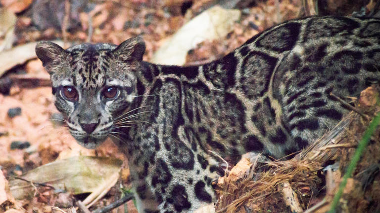 Camera traps deep inside a rainforest captured one of Earth’s rarest ...