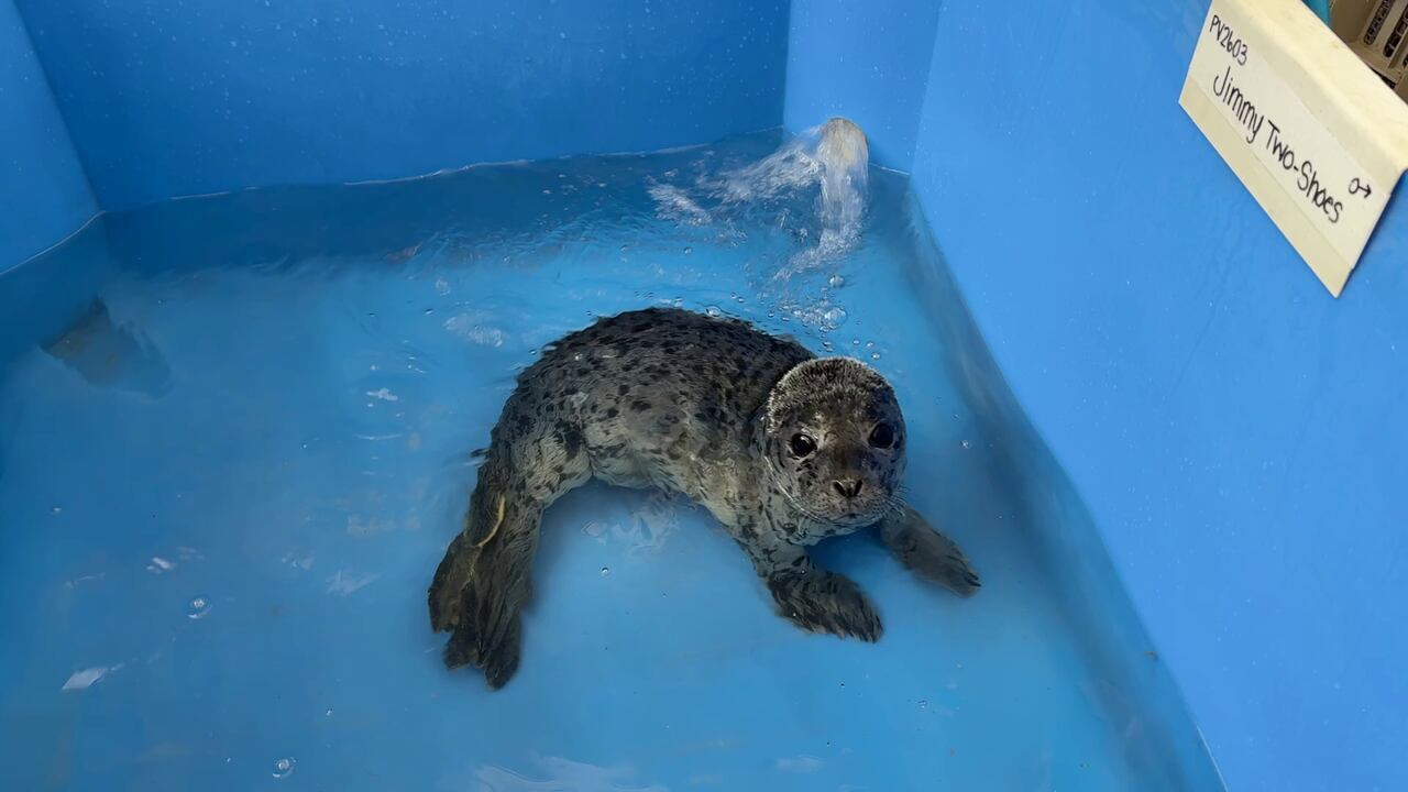 Seal pup with umbilical cord still attached rescued in Prince Rupert