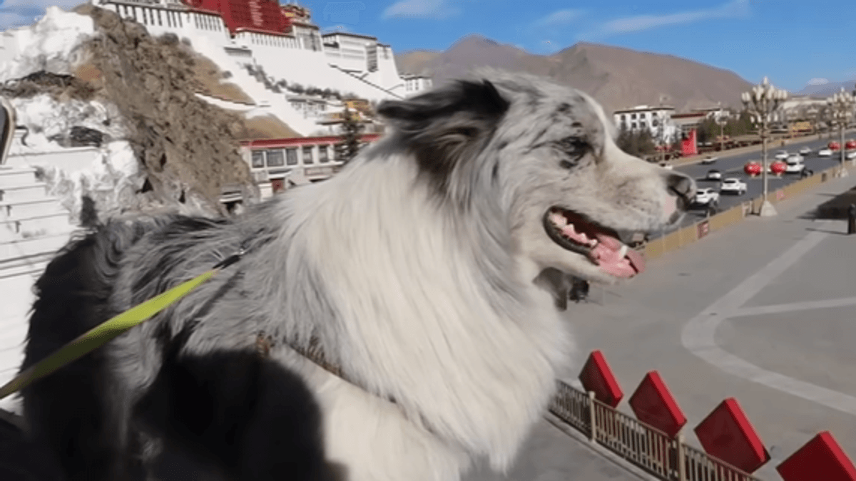 Promi-Hund in China-Restaurant verspeist