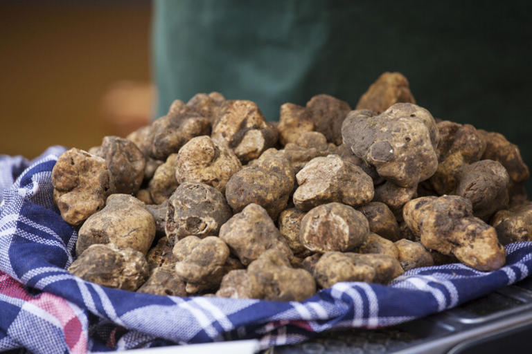 A firma protocollo Città del tartufo con Pefc, ci sarà anche il Molise